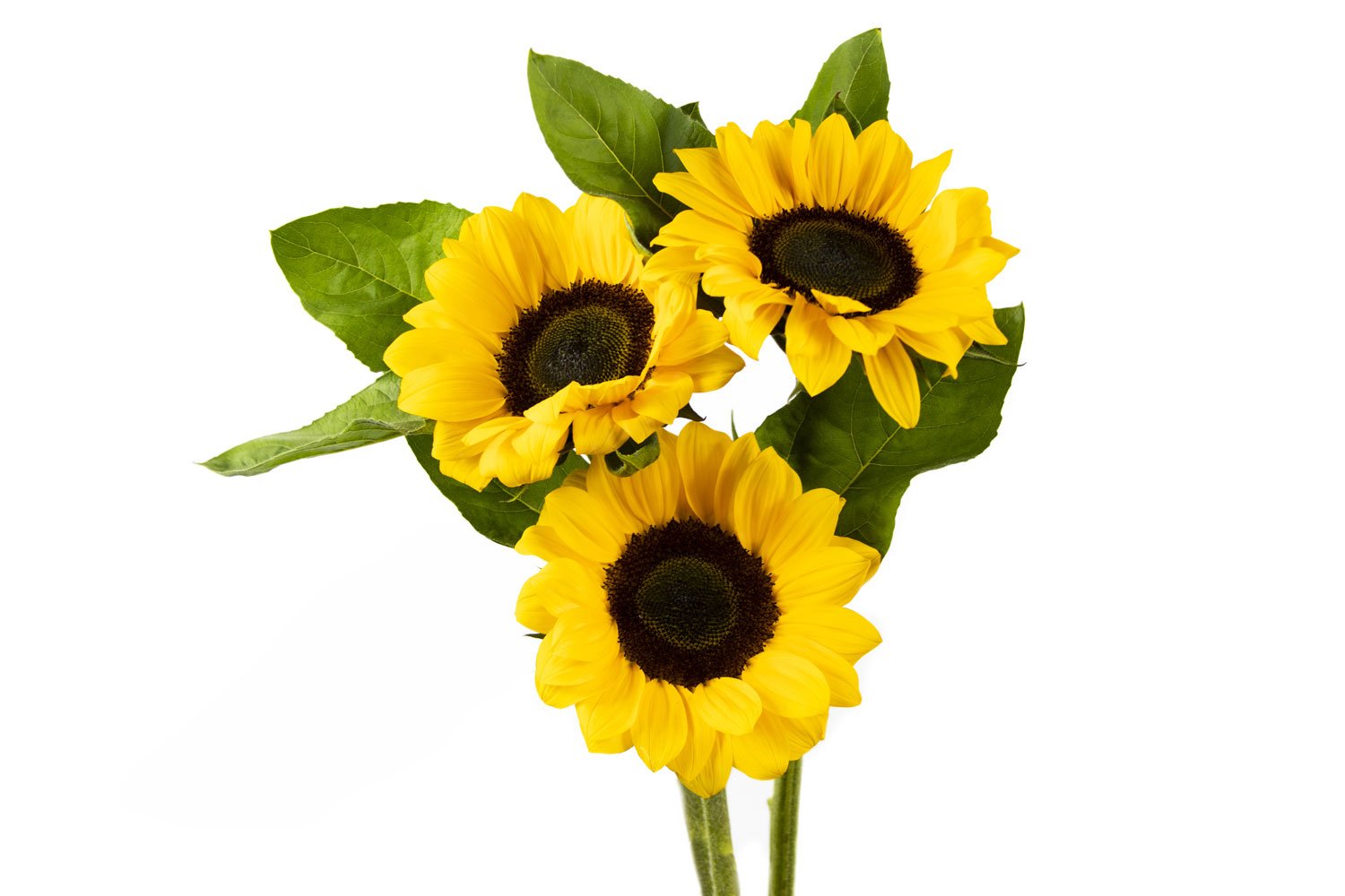 Sunfresh Farms – Grown with love