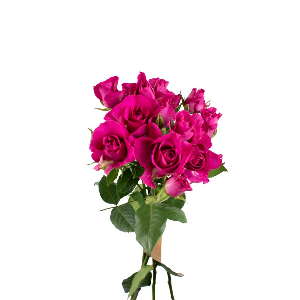 Spray Rose – Sunfresh Farms