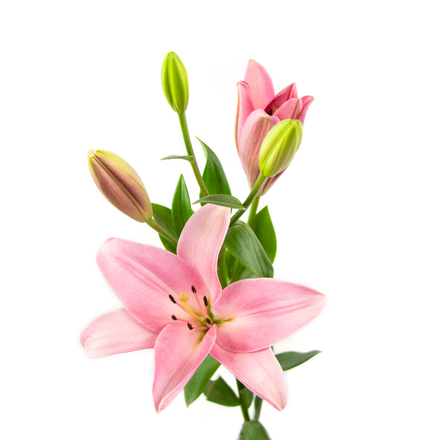 Asiatic Lilies – Sunfresh Farms