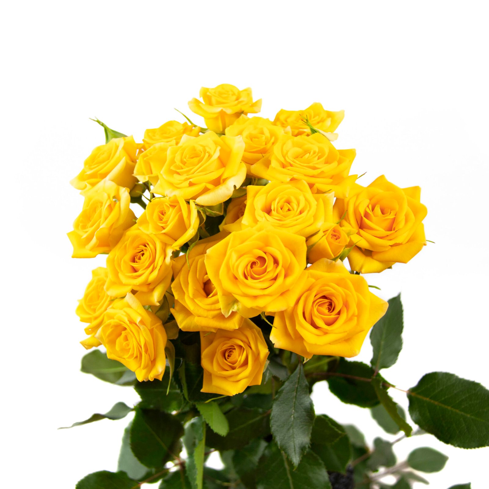Sunfresh Farms – Grown with love